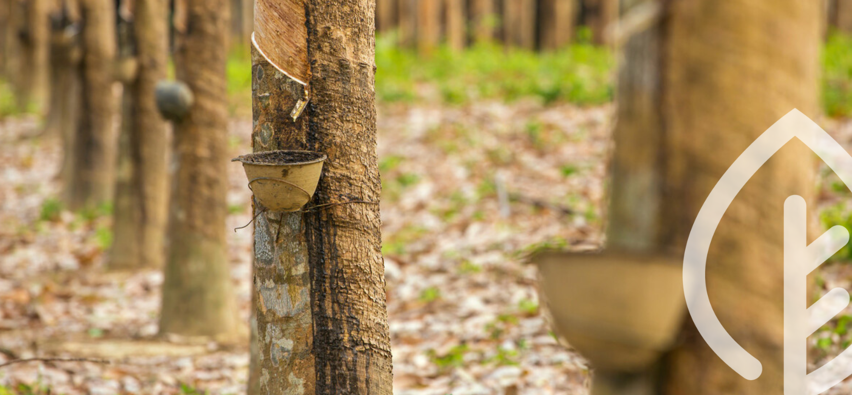 Current Rubber and Latex Market Outlook